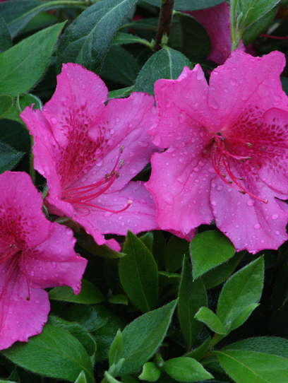 Walton County Plant Nursery | Monroe Garden Center | Monroe Gardening